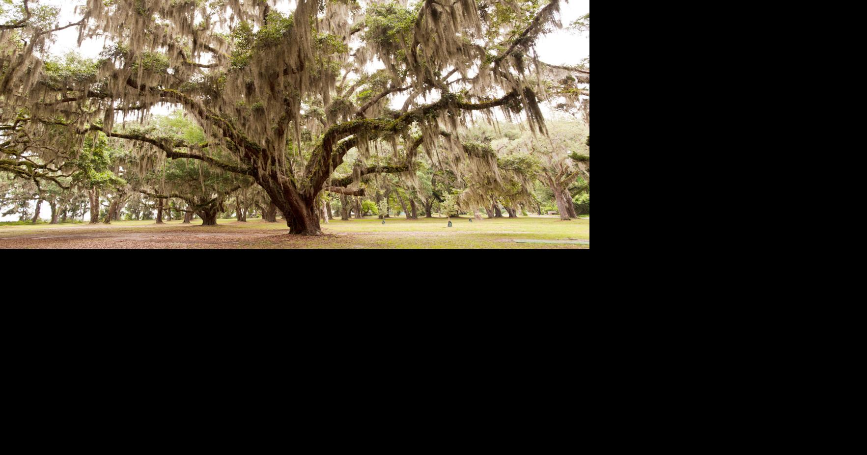 When the leaves fall | Column Gardening | coastalillustrated.com