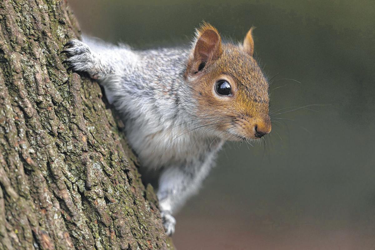 squirrel teeth issues