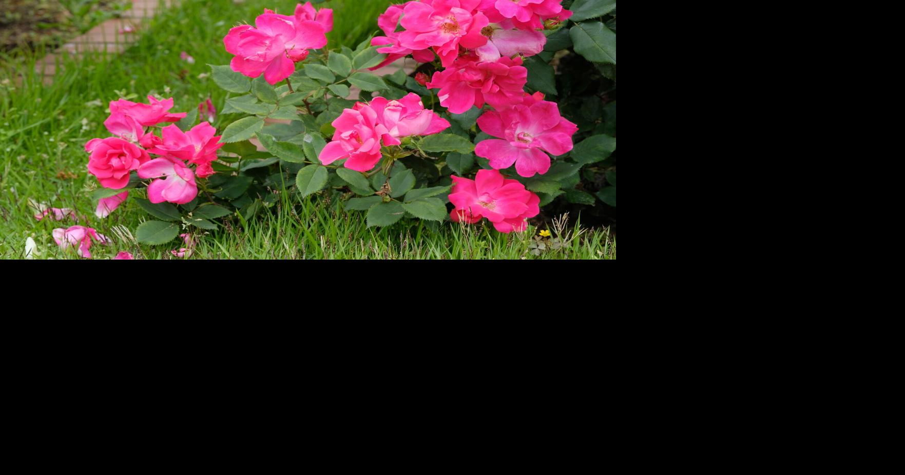 One spectacular rose | Column Gardening | coastalillustrated.com