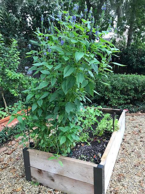 Growing your own chia plants | Coastal Columns | coastalillustrated.com