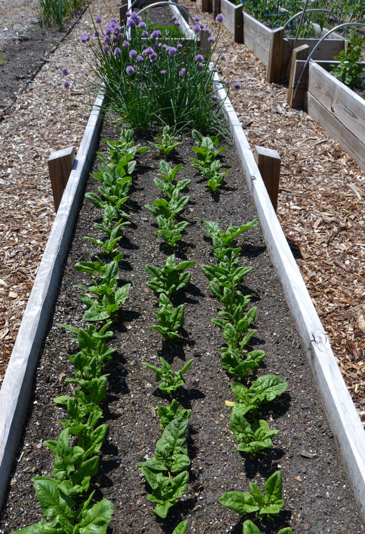 Experts share tips for putting down roots | Features ...