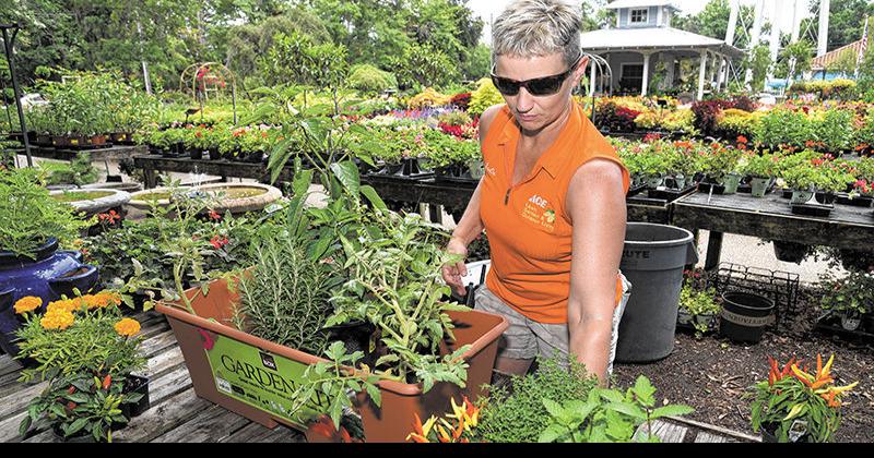 Container gardening 101 with Ace Garden Center | Chfeature ...