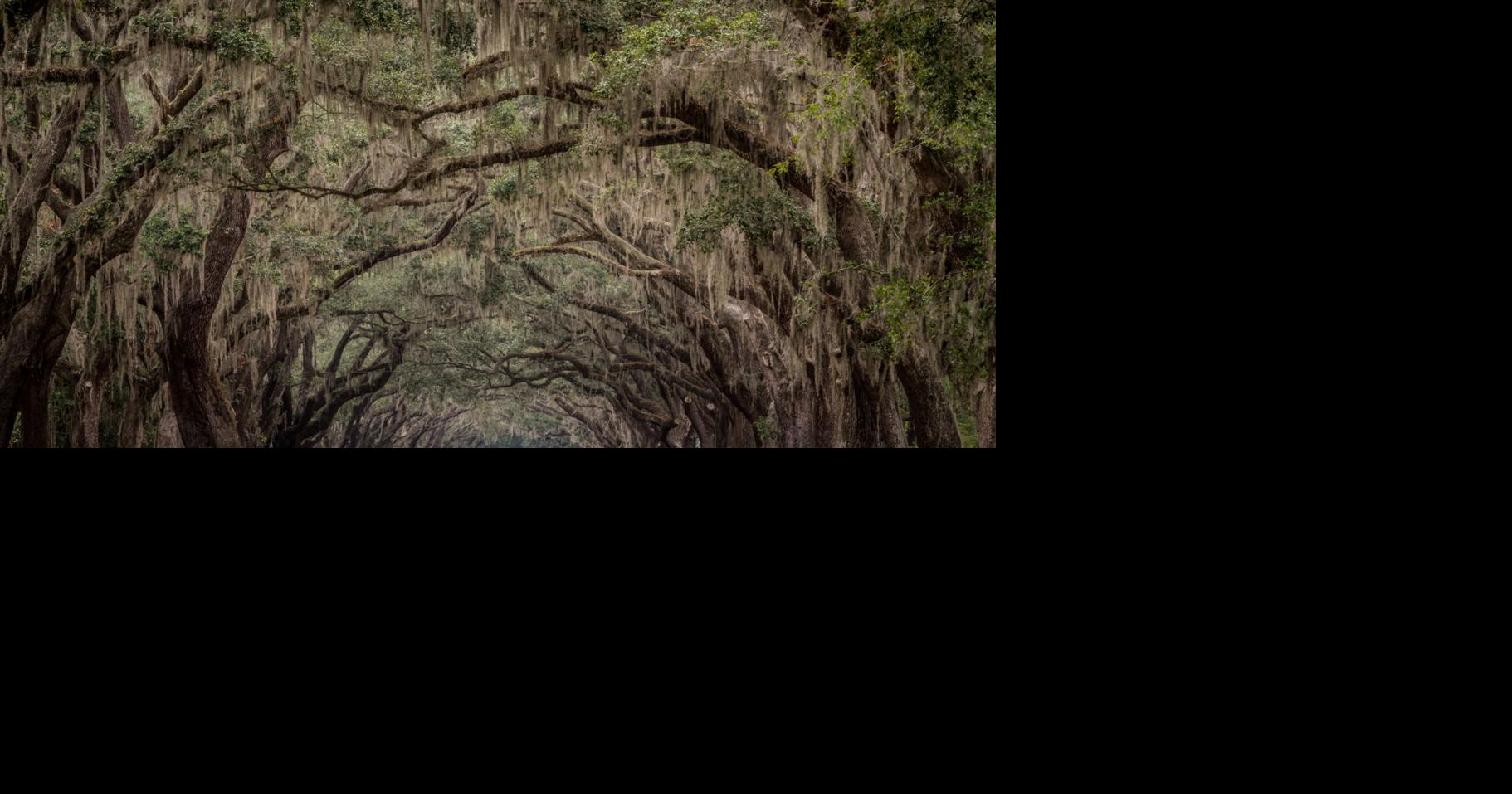 Man vs. tree | Column Gardening | coastalillustrated.com