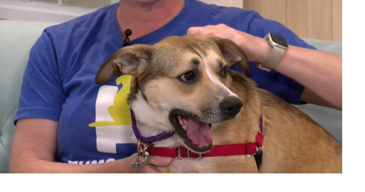 Pet of the Week: Meet Snickers! | Features | coastlife.com