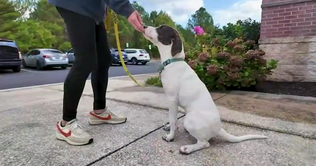 Paige Marley Introduces Barkley: A Sweet 6-Month-Old Hound Mix Looking ...