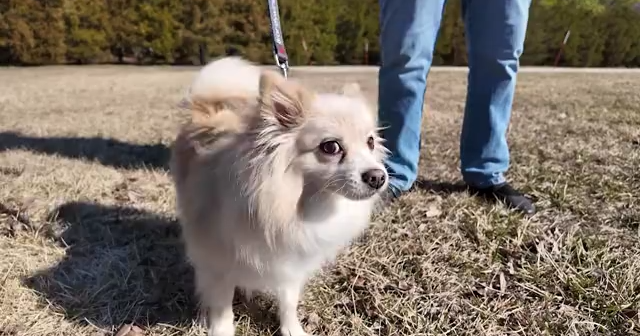 Pet of the Week—Meet Buttercup! | Features | coastlife.com