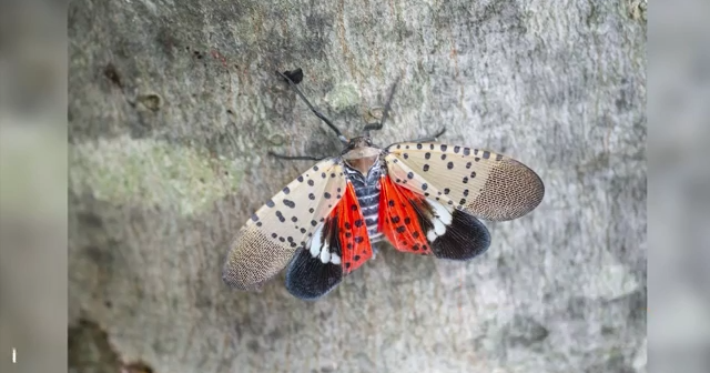 The Hitchhiker Bug | Features | coastlife.com