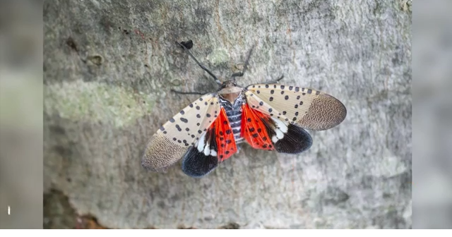 The Hitchhiker Bug | Features | coastlife.com