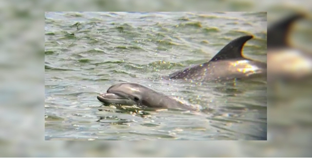 Adopt a Dolphin with Meer Institute | Your Life | coastlife.com