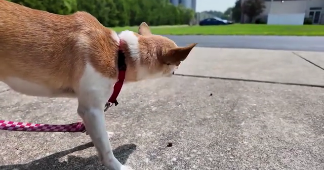 Meet Mallory: Discover Our Heartwarming Pet of the Week with Paige ...