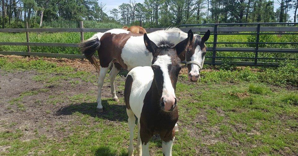 Museum of Chincoteague raises funds for Beebe Barn renovations | Your ...