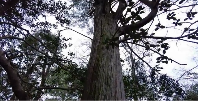 The Largest Atlantic White Cedar Tree in Delaware | Features | coastlife.com