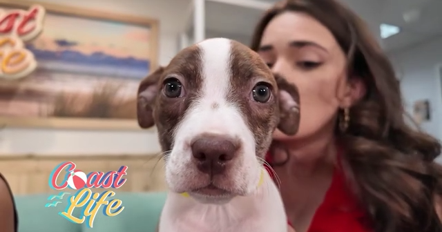 BVSPCA Puppy Adoption Feature with Paige Marley and Leah Rizzo ...