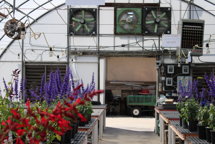 PHOTOS: Annual plant sale blossoms into community event | Arts And ...