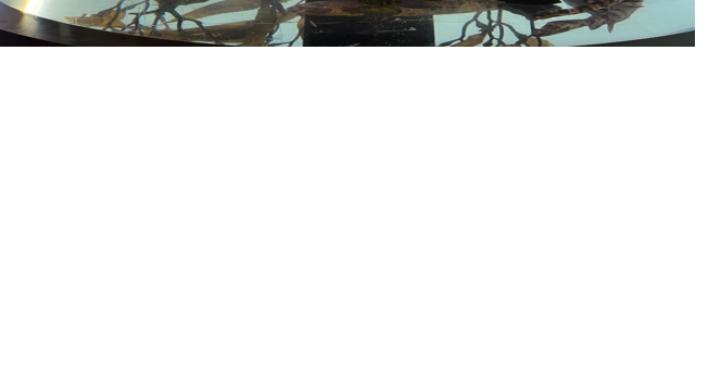 OCC Aquarium offers marine science experience for students | Features ...