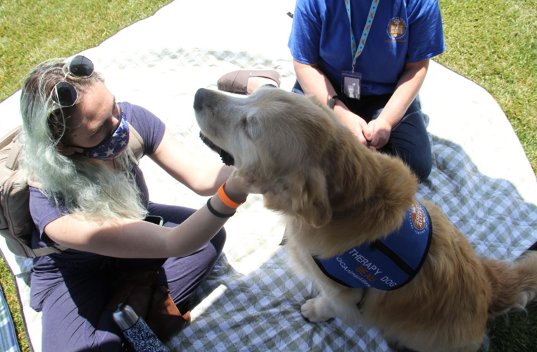 PHOTOS: Therapy dogs help comfort students during finals week | Arts ...