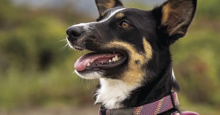 COASTSIDE / Dog’s Life | Coastside Magazine Online | coastsidenews.com