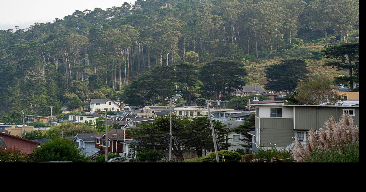 RCD argues for removal of eucalyptus | Community | coastsidenews.com