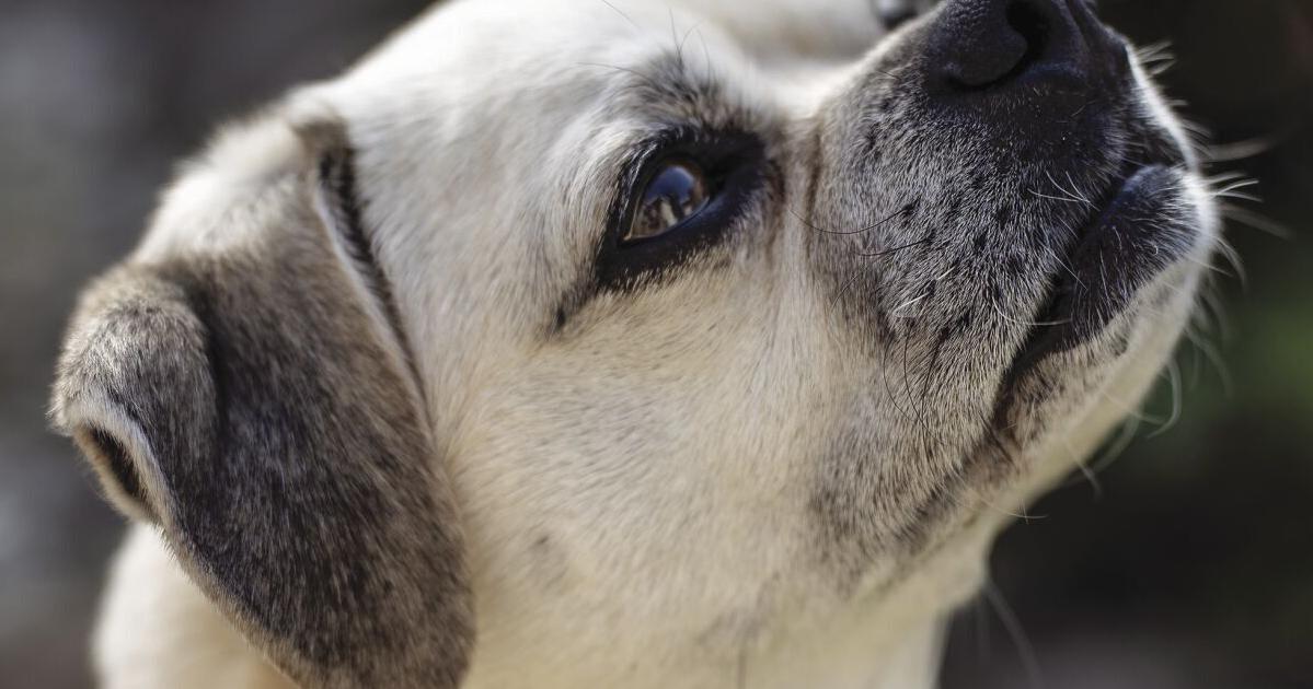 COASTSIDE / Dog’s Life | Coastside Magazine Online | coastsidenews.com