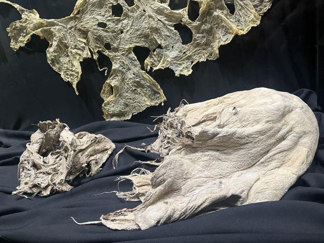 Seaweed, seascapes, and what we can’t see | Coastside Magazine Online ...