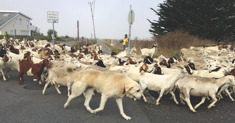 Working goats | Community | coastsidenews.com