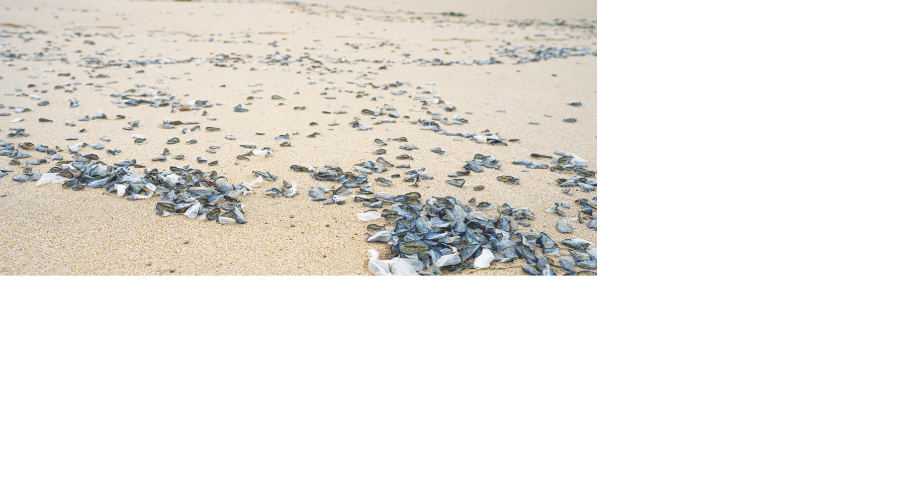 Strange sea 'sailors' wash ashore on coast | News | coastsidenews.com