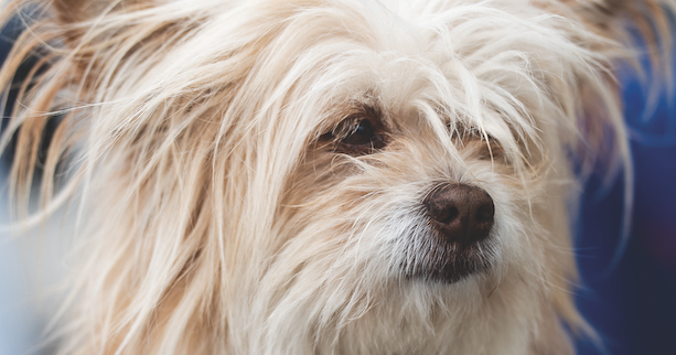 MAY 2023 COASTSIDE / Dog’s Life | Coastside Magazine Online ...