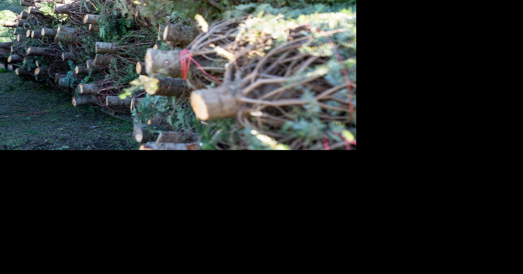 How to dispose of Christmas trees | Community | coastsidenews.com