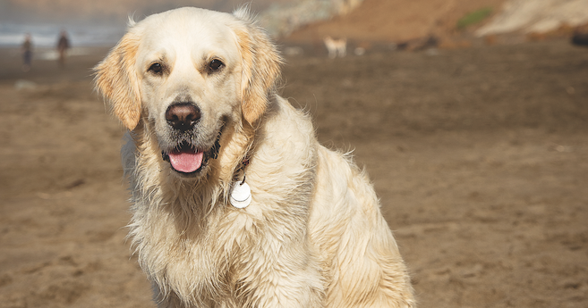 COASTSIDE / Dog’s Life | Coastside Magazine Online | coastsidenews.com