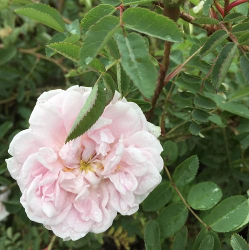 Here’s to a rosy new year: things you might not know about our favorite ...