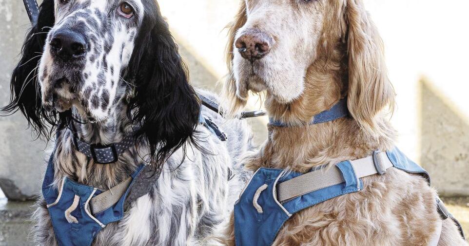 COASTSIDE / Dog’s Life | Coastside Magazine Online | coastsidenews.com