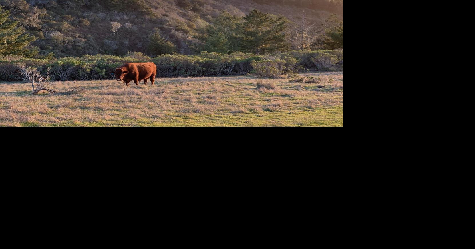 TomKat Ranch will fight fire with fire | News | coastsidenews.com