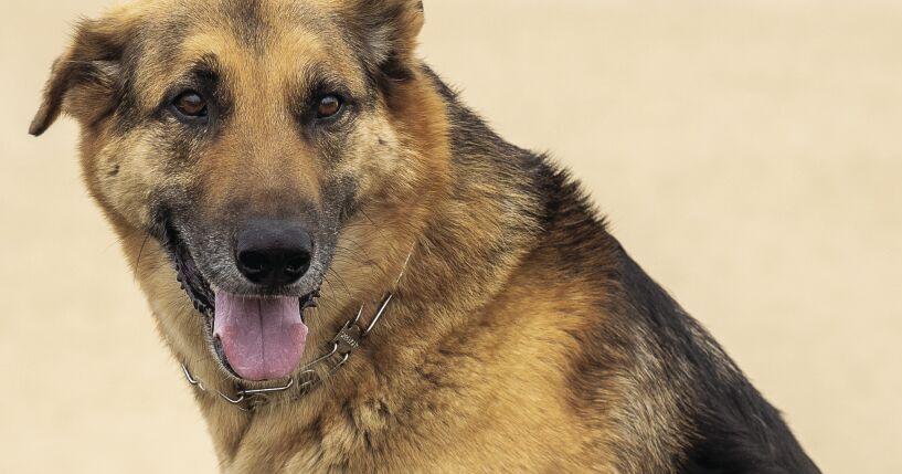COASTSIDE / Dog’s Life | Coastside Magazine Online | coastsidenews.com