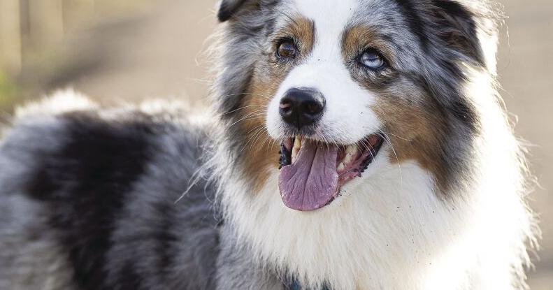COASTSIDE / Dog’s Life | Coastside Magazine Online | coastsidenews.com
