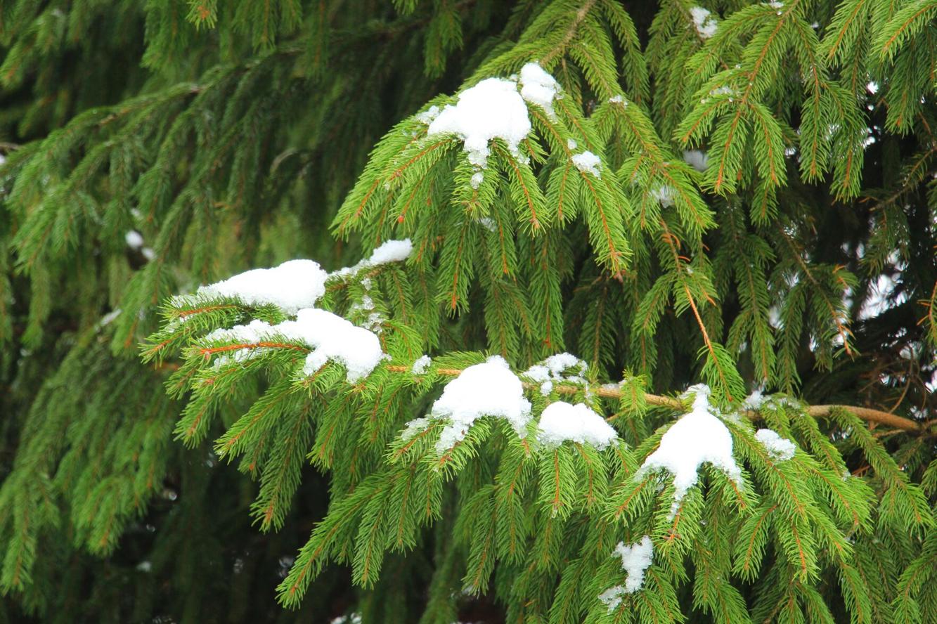 The fascinating history of holiday greenery | Coastside Magazine Online ...