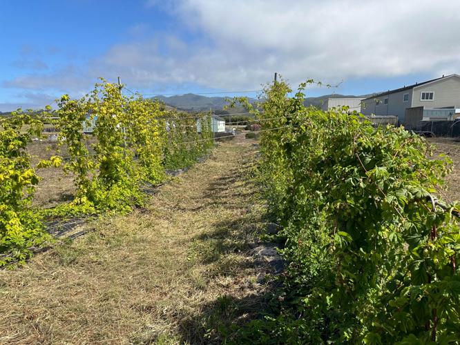 Fresh hops with a local impact | Community | coastsidenews.com
