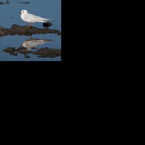 Rare Arctic bird leaves fans flying | News | coastsidenews.com