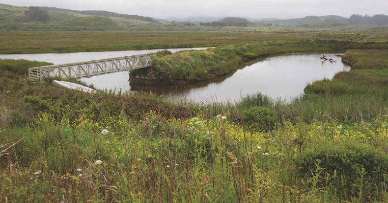 Scientists release report on Pescadero fish kills | News ...