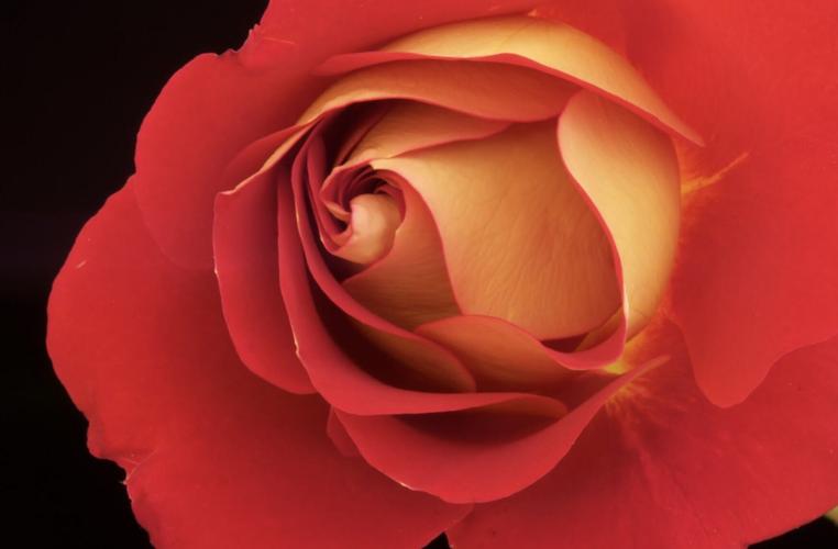 Here’s to a rosy new year: things you might not know about our favorite ...