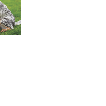 COASTSIDE / Dog’s Life | Coastside Magazine Online | coastsidenews.com