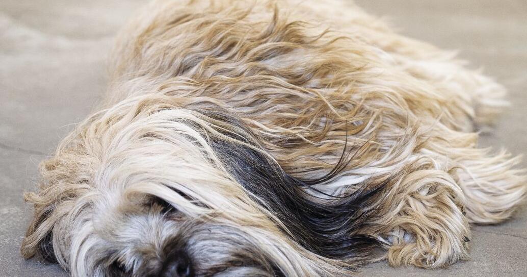 COASTSIDE / Dog’s Life | Coastside Magazine Online | coastsidenews.com
