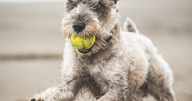 March COASTSIDE / Dog’s Life | Coastside Magazine Online ...