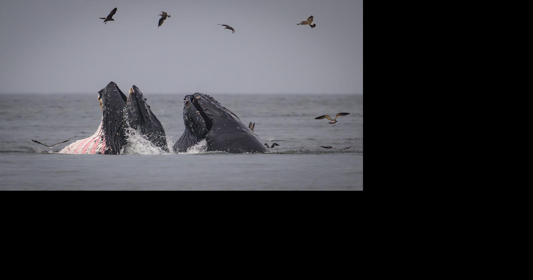 Whales bring humans together in Pacifica | Community | coastsidenews.com
