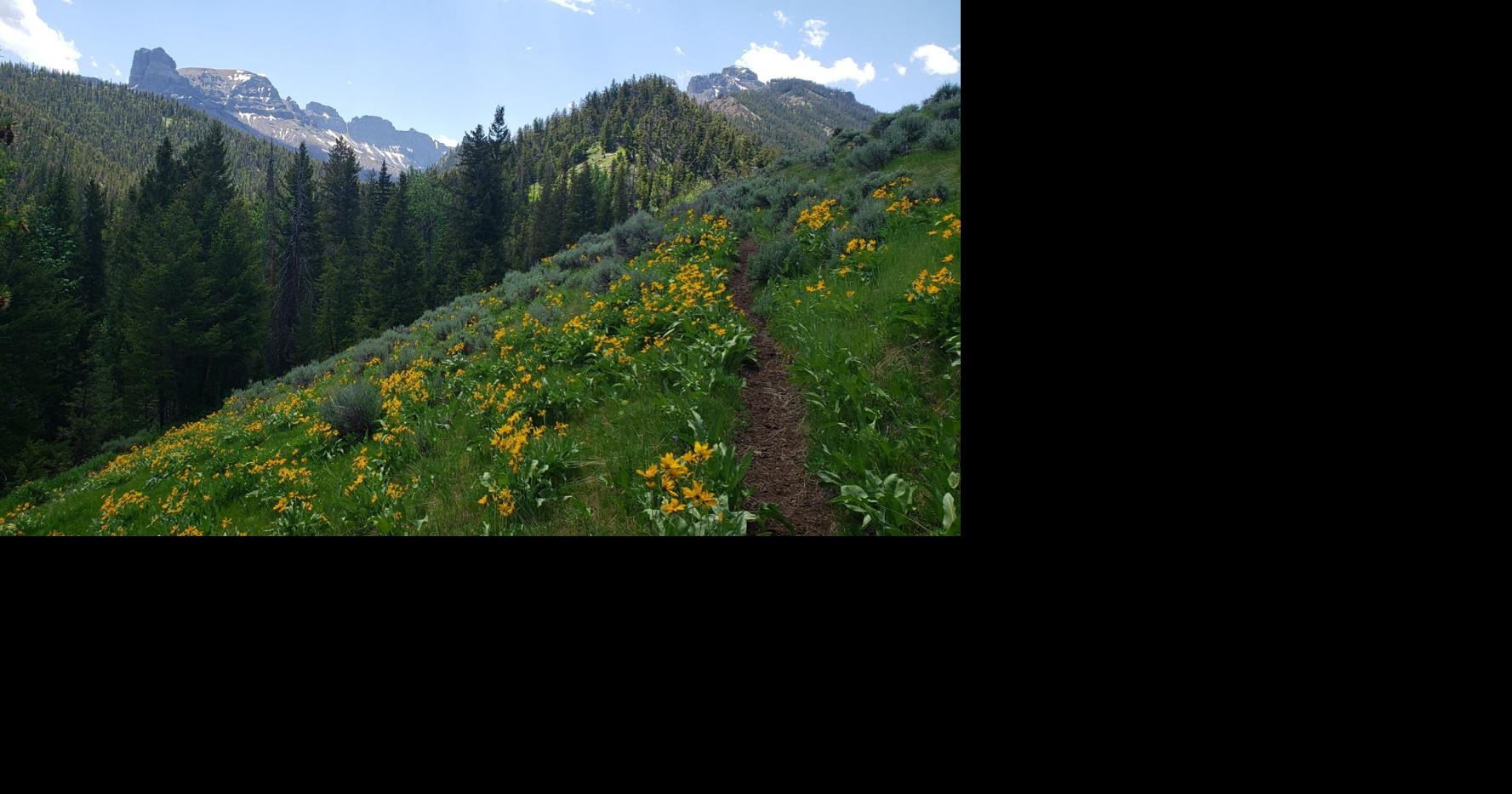 Opinions differ on proposed rescission of Roadless Rule | Local News ...