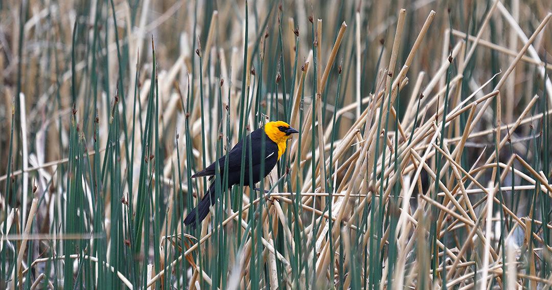 Reedy rest | People | codyenterprise.com