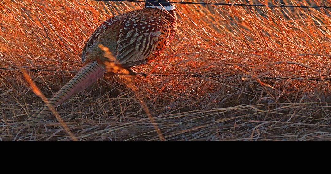 Through the wire | People | codyenterprise.com