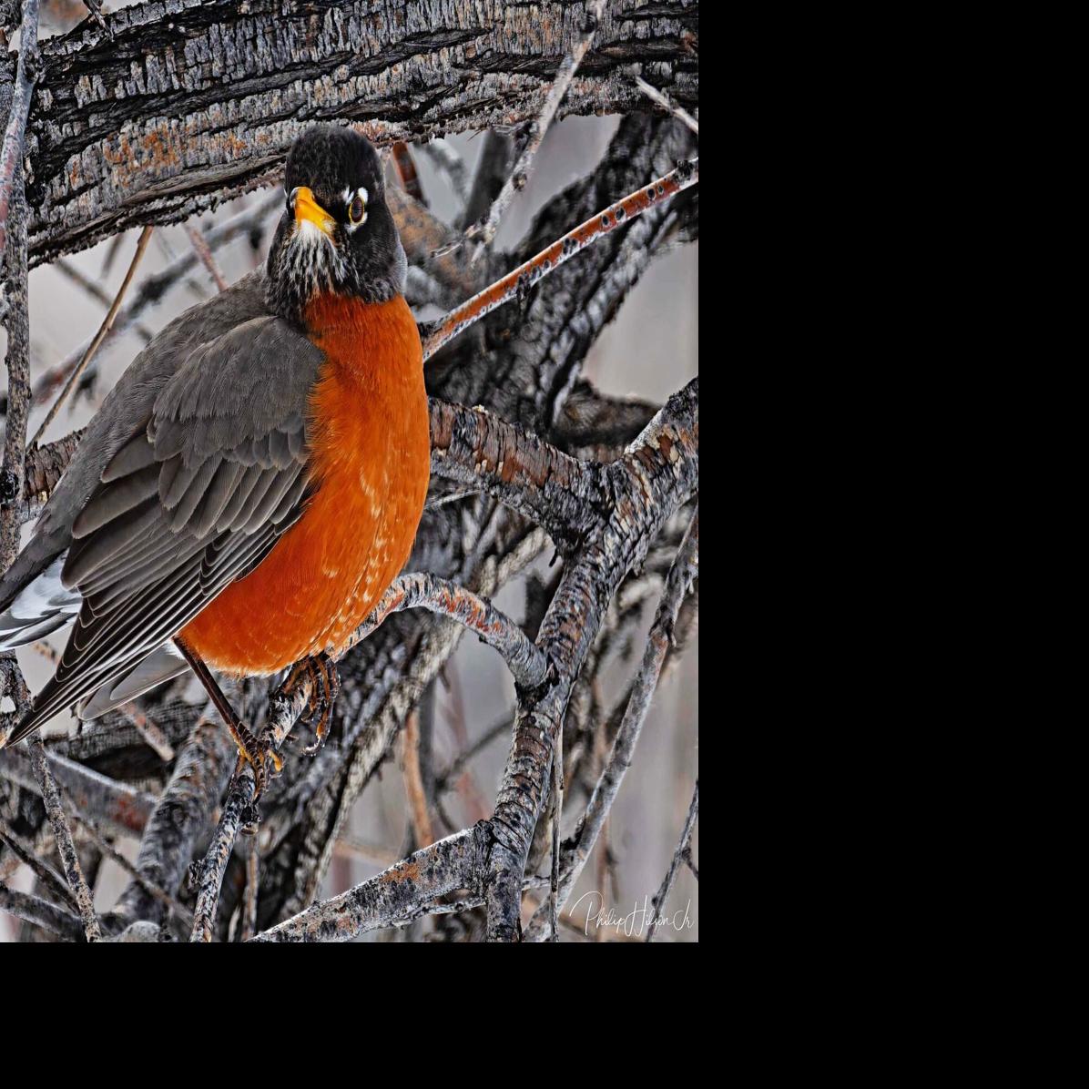 Andrew Sean Kinkade | Obituaries | codyenterprise.com