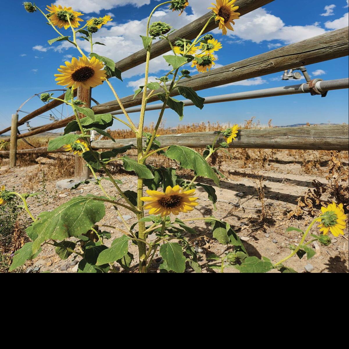 Andrew Sean Kinkade | Obituaries | codyenterprise.com