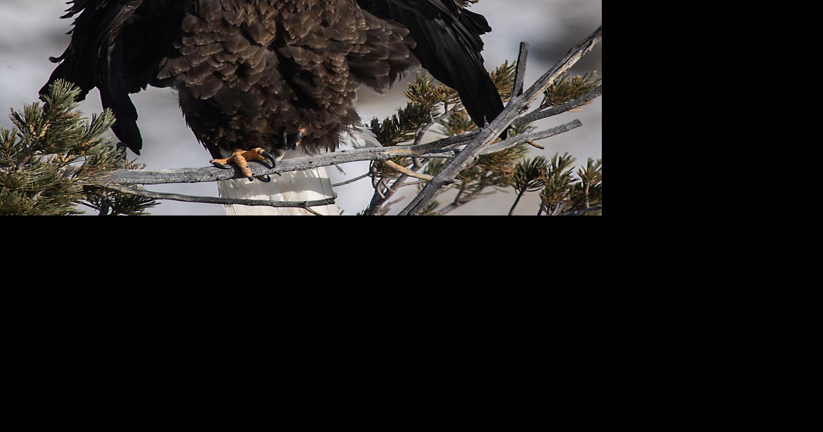 Balancing eagle | Almanac | codyenterprise.com