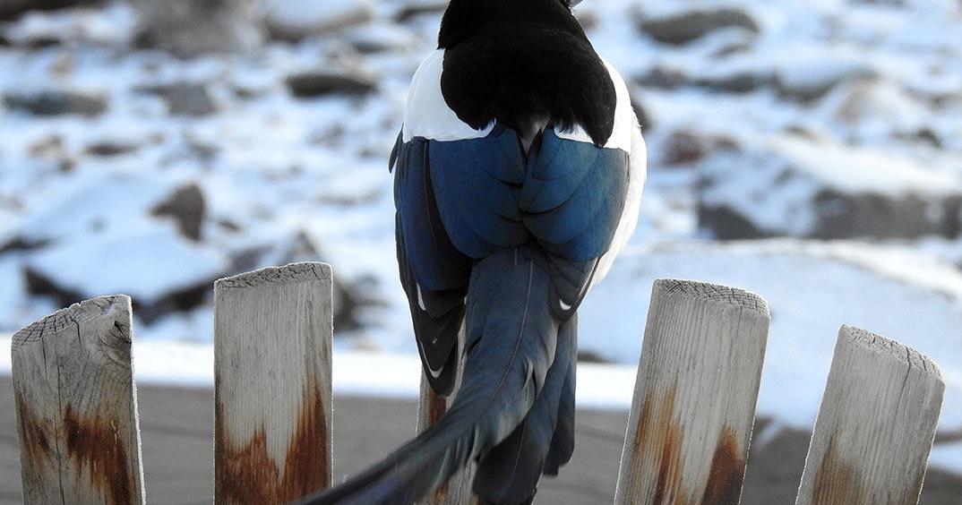 Magpie | People | codyenterprise.com